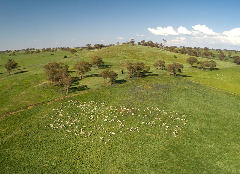 Aussie Story | Aussie Beef & Lamb | Aussie Beef & Lamb | UK